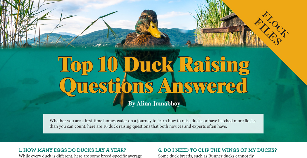 Top 10 Duck Raising Questions Answered - Backyard Poultry